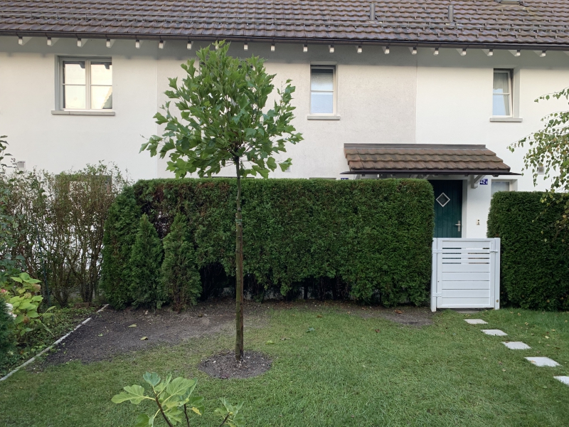 Vogel Fur Den Weihnachtsbaum